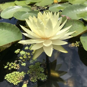 Nymphaea "texas Dawn" Water Lily (sprouted Tuber - Rhizome) / White ...