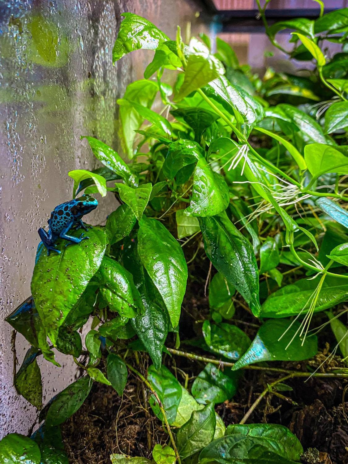 Ficus Radicans - Dart Frog VIVARIUM / Terrarium Plant - Stem Cutting - Etsy
