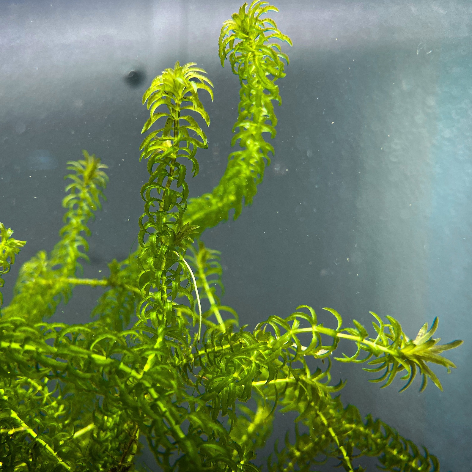 Narrow Leaf Anacharis Anacharis najas Live Pond/Aquarium | Etsy