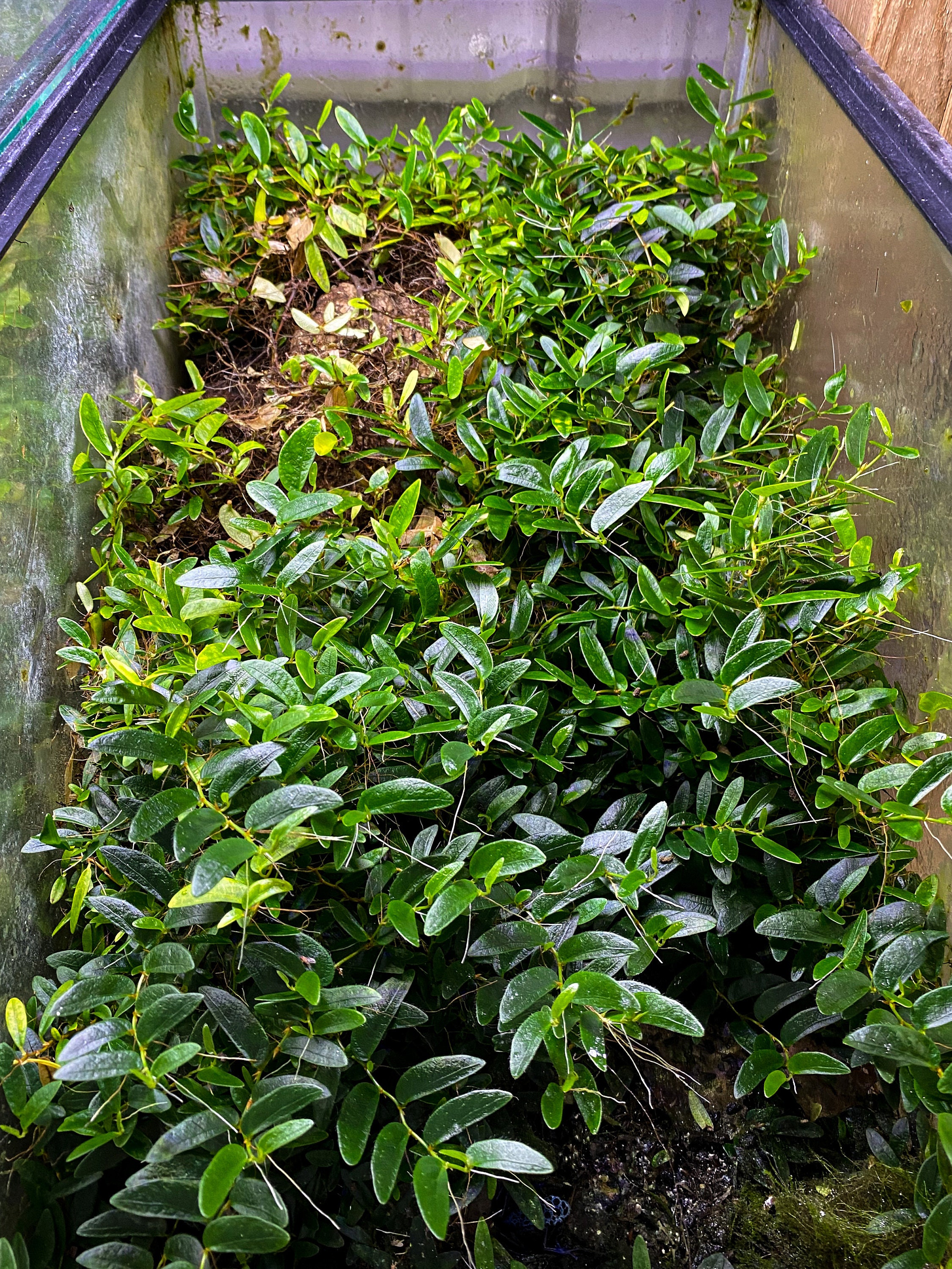 Ficus Panama Dart Frog VIVARIUM / Terrarium Plants Stem - Etsy