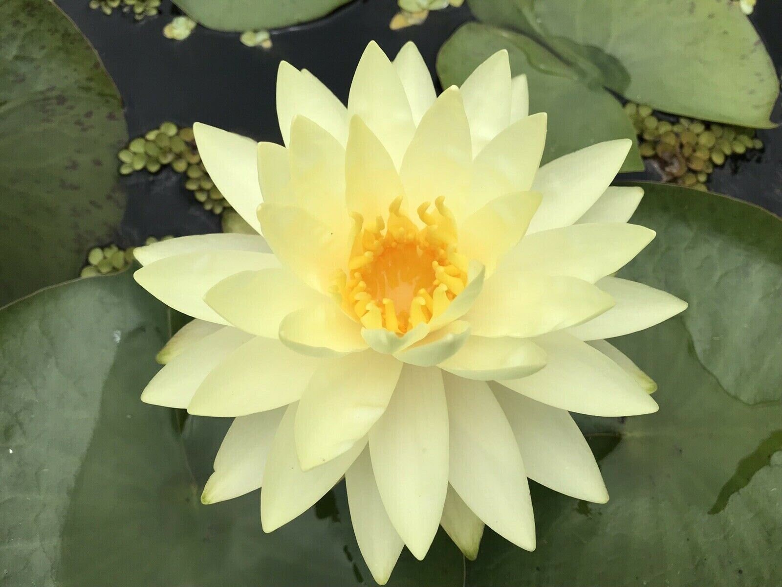 Nymphaea "texas Dawn" Water Lily (sprouted Tuber - Rhizome) / White ...