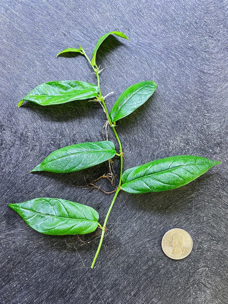 Ficus Radicans - Dart Frog VIVARIUM / Terrarium Plant - Stem Cutting - Etsy