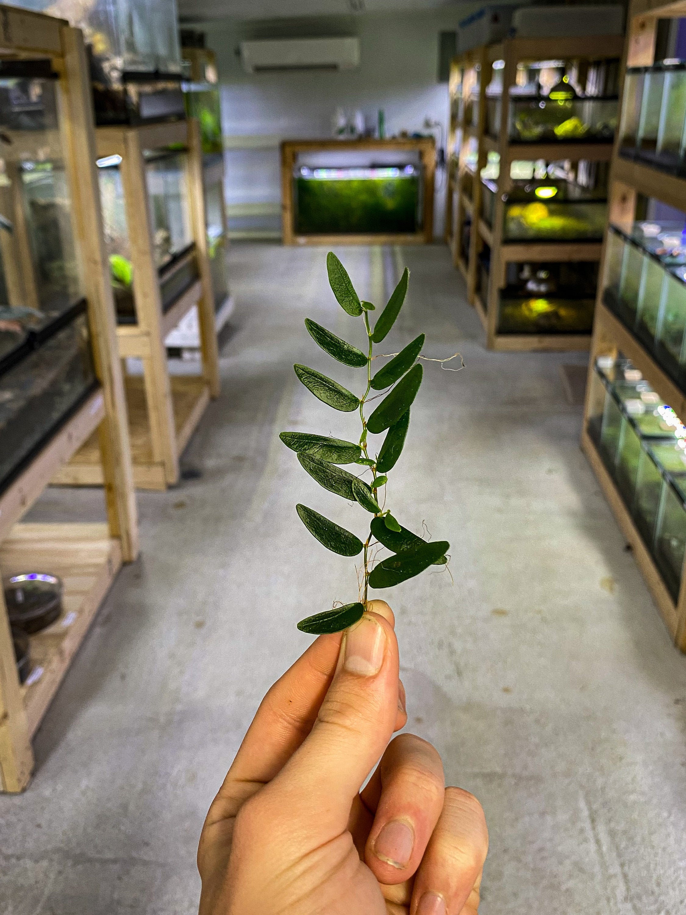 Ficus Panama Dart Frog VIVARIUM / Terrarium Plants Stem - Etsy