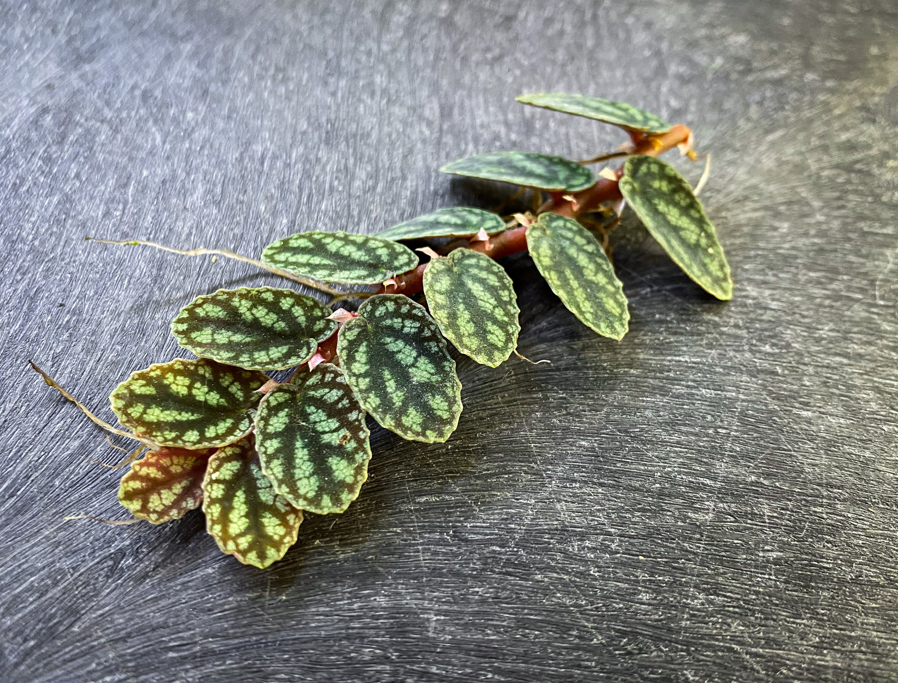 Pellionia Pulchra 'watermelon' Begonia Dart Frog | Etsy