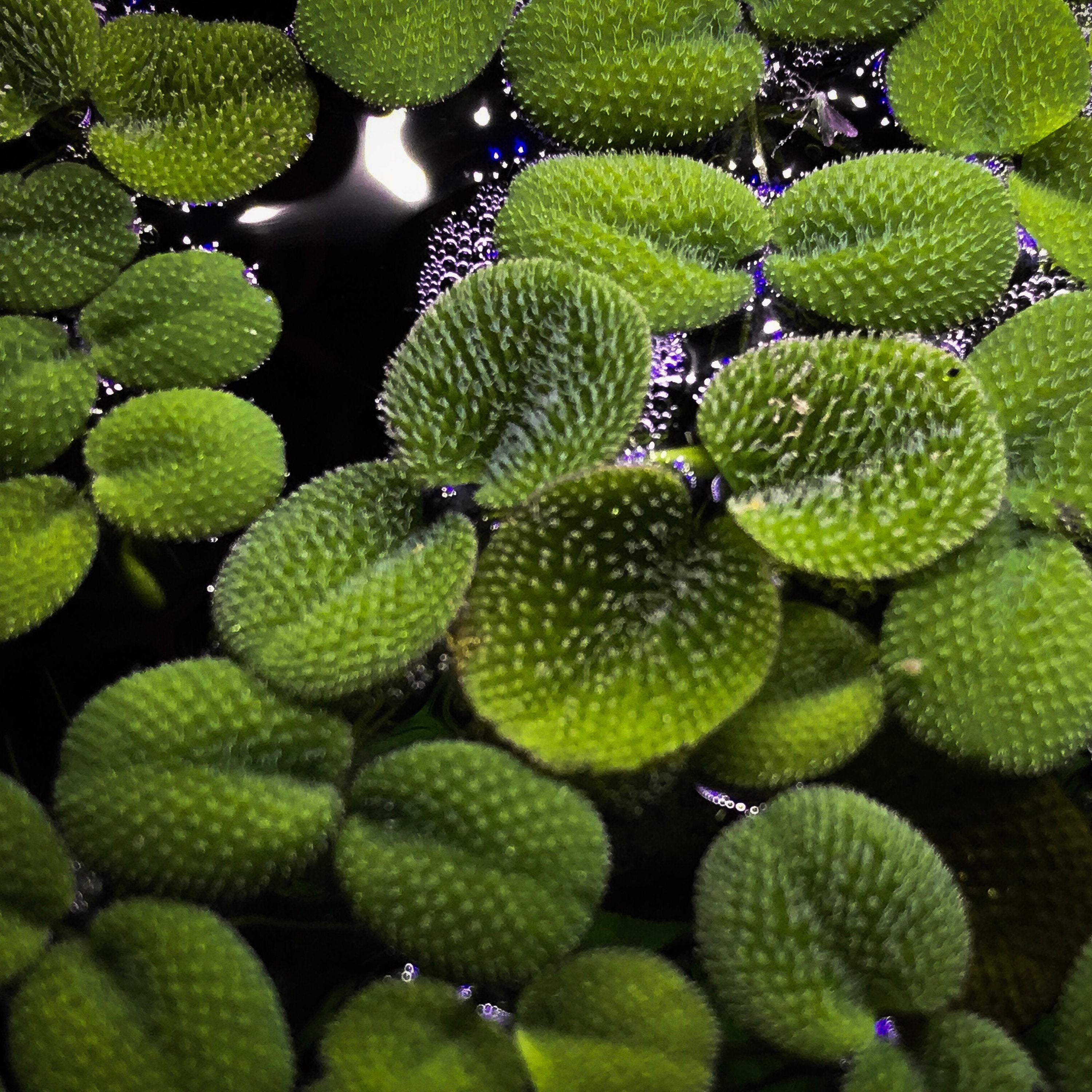 Water Spangle (salvinia Minima) - Live Floating Pond/aquarium Plant - Etsy