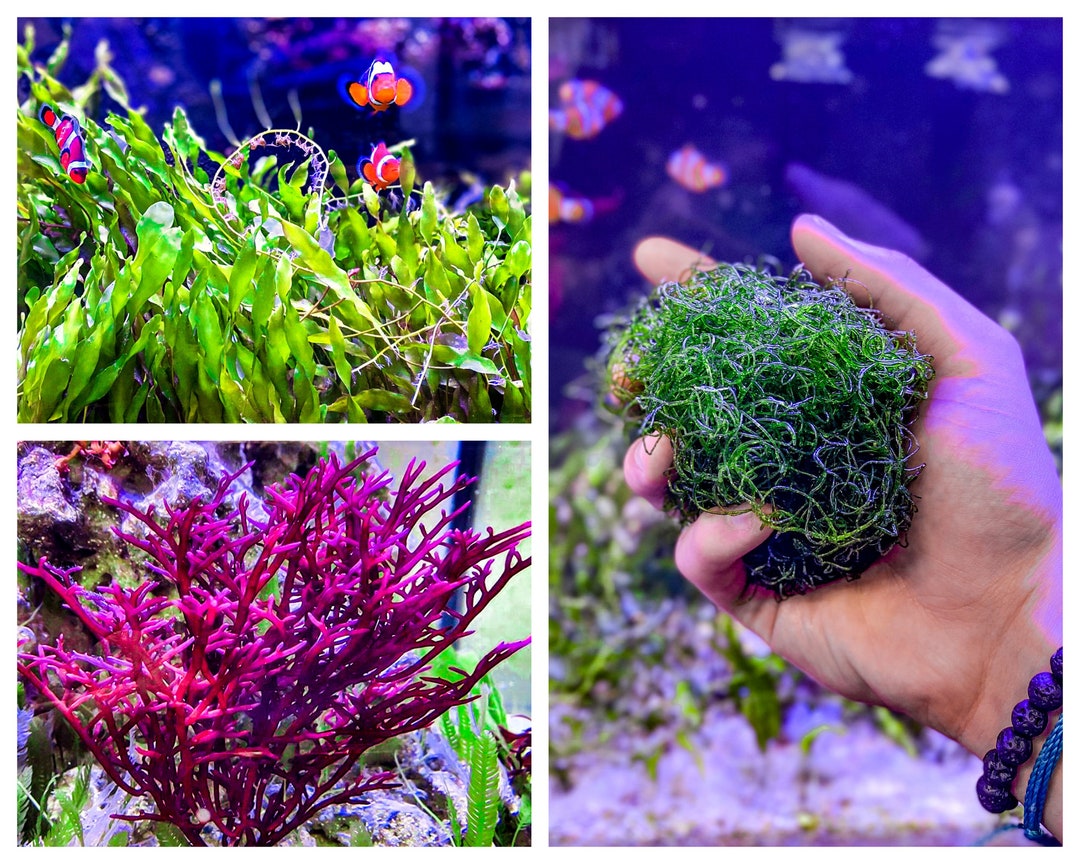 Macroalgae Sampler Pack caulerpa Prolifera Red Gracilaria - Etsy
