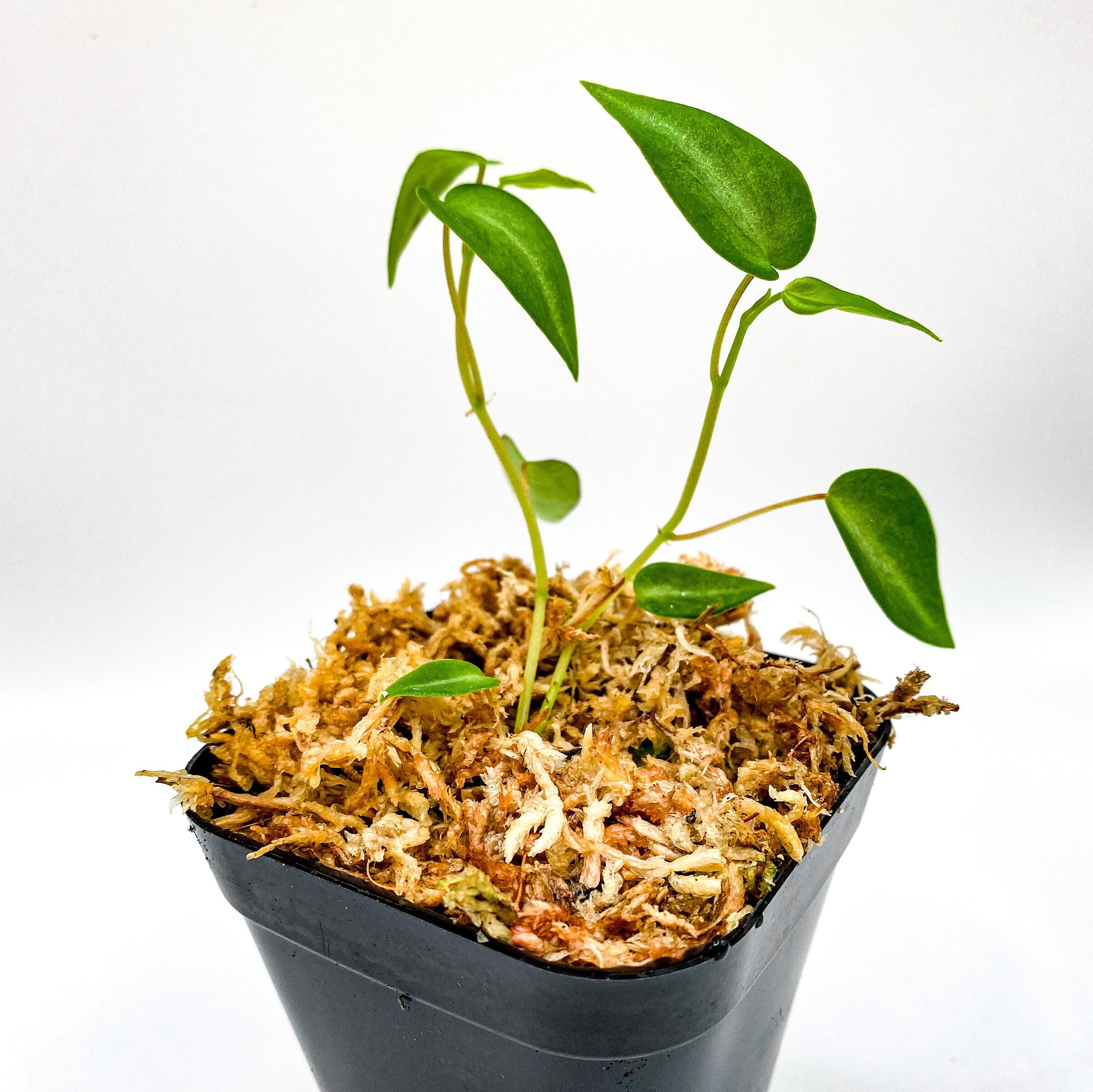 Peperomia Eburnea 2.5 Pot / Rare Peperomia / Terrarium - Etsy