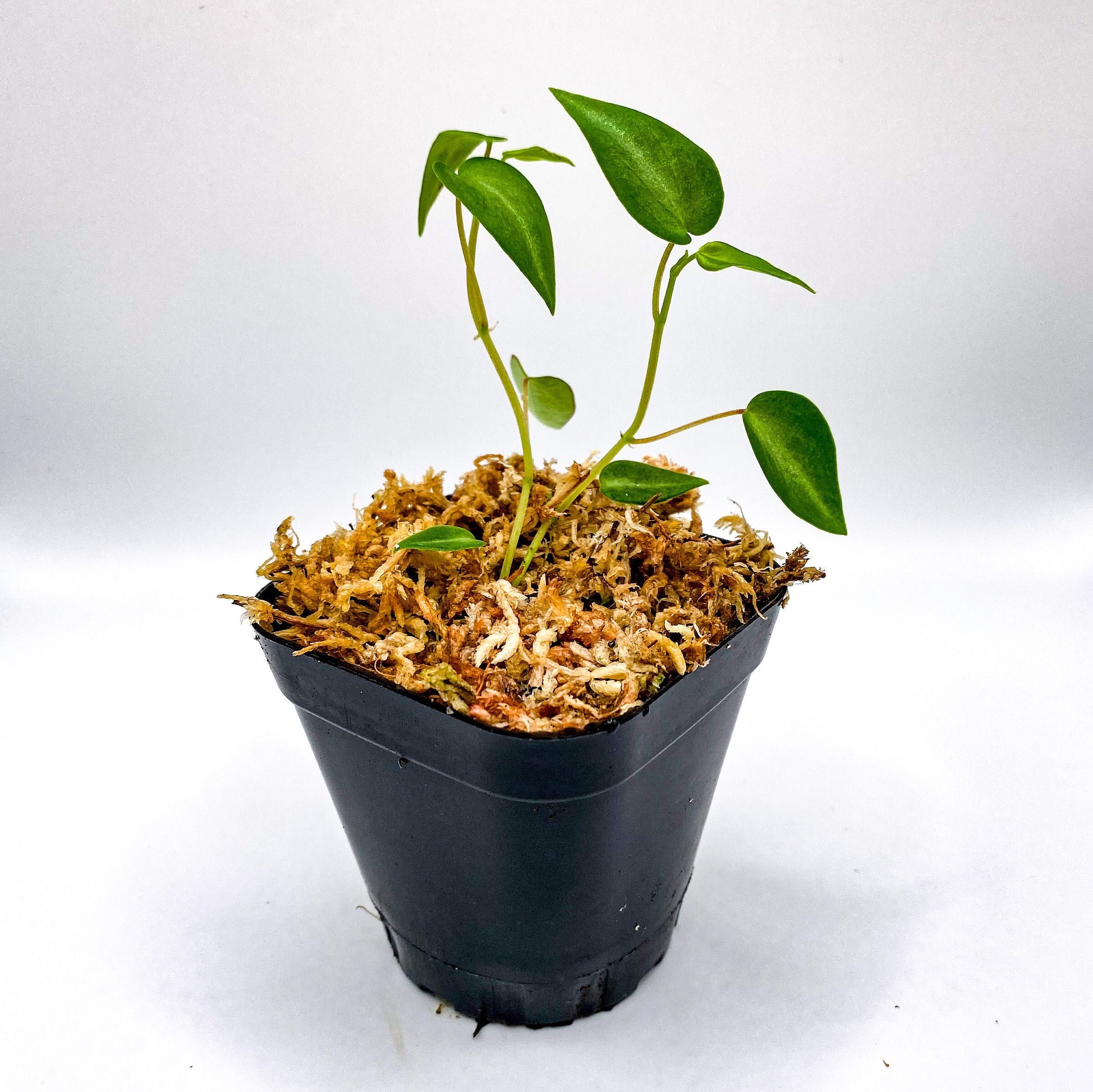 Peperomia Eburnea 2.5 Pot / Rare Peperomia / Terrarium - Etsy