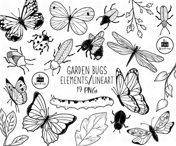 GARDEN BUGS Lineart Elements 19 Png Clip Art Designs - Etsy