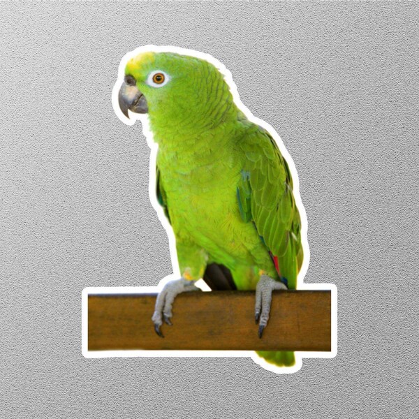 Parrot - Etsy