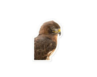 Red Tailed Hawk Sticker, Bird Sticker, Birdwatching Sticker, Birding ...