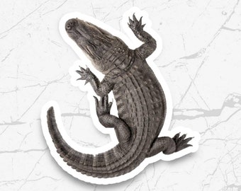 Alligator Vinyl Decal Sticker Cute Sticker Water Bottle - Etsy