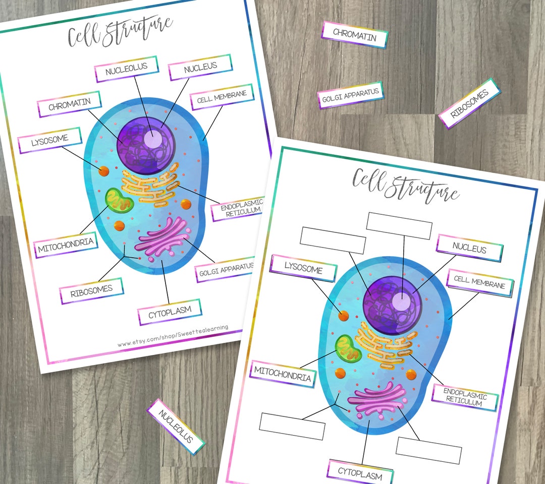 Cell Structure Labeling Sheet - Science Biology Microbiology ...