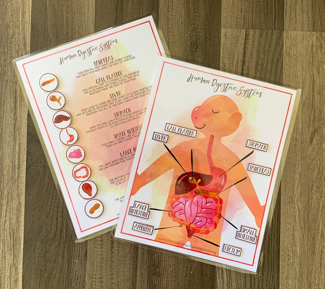 Human Digestive System Puzzle - Learning Game - Busy Book - Binder ...