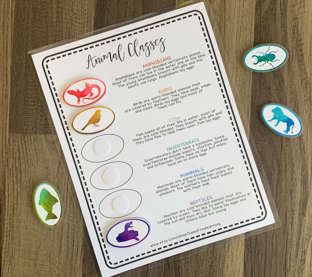 Animal Classes - Classification - Science STEM - Preschool Learning ...