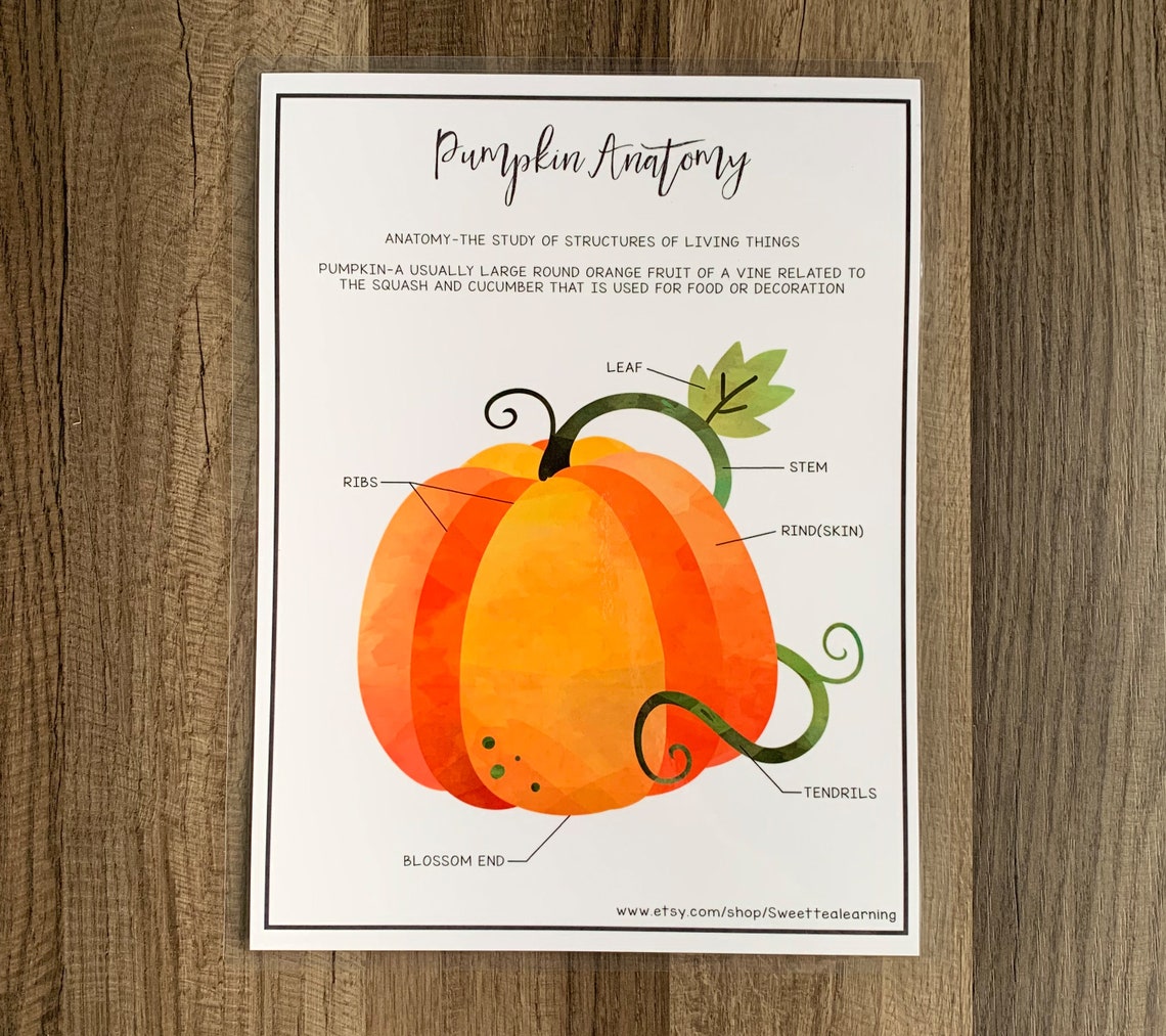 Pumpkin Anatomy Pumpkin Life and Growth Preschool First | Etsy