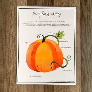 Pumpkin Anatomy - Pumpkin Life and Growth - Preschool First Grade ...