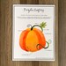 Pumpkin Anatomy Pumpkin Life and Growth Preschool First Grade ...