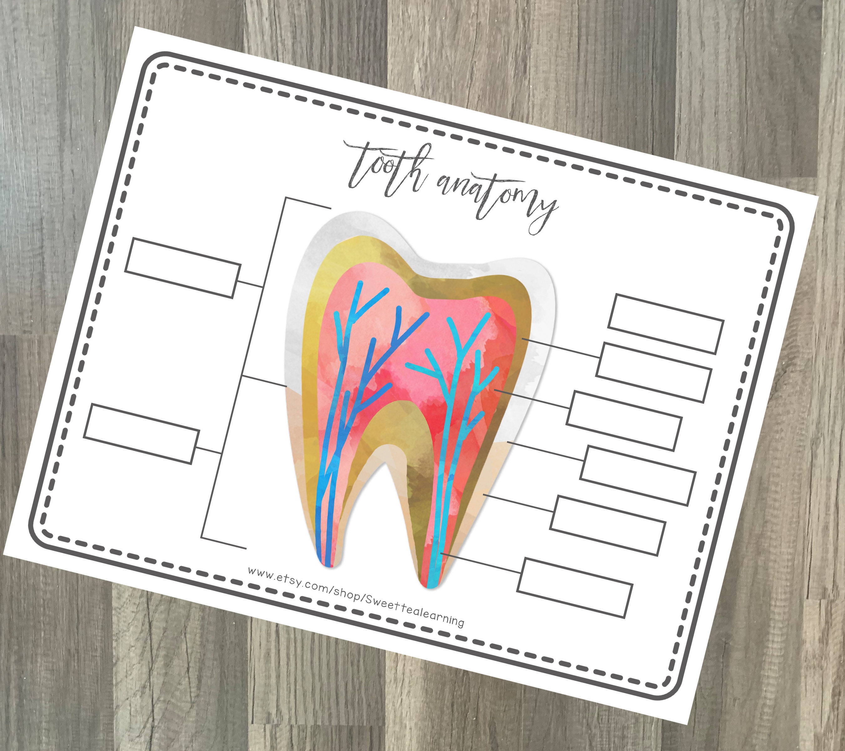 Tooth Anatomy Health Science Lesson - Printable Homeschool Curriculum ...