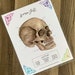 Skull Labeling Activity - Skeletal System - Biology Printable - Anatomy ...