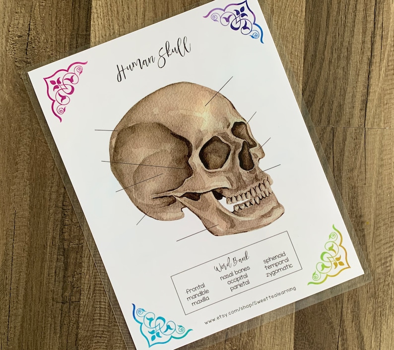 Skull Labeling Activity - Skeletal System - Biology Printable - Anatomy ...