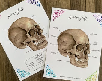 Skeletal System Labeling Activity Sheets Biology Printable | Etsy