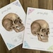 Skull Labeling Activity - Skeletal System - Biology Printable - Anatomy ...