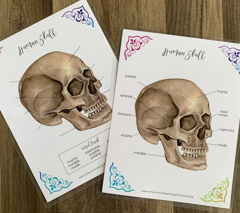 Skull Labeling Activity - Skeletal System - Biology Printable - Anatomy ...