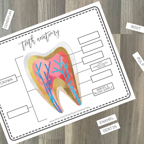 Dental Health Preschool Printable Activity Kids Anatomy - Etsy