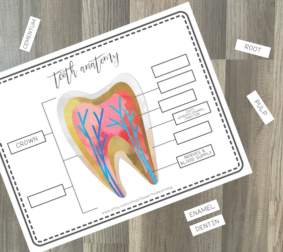 Tooth Anatomy Health Science Lesson Printable Homeschool - Etsy
