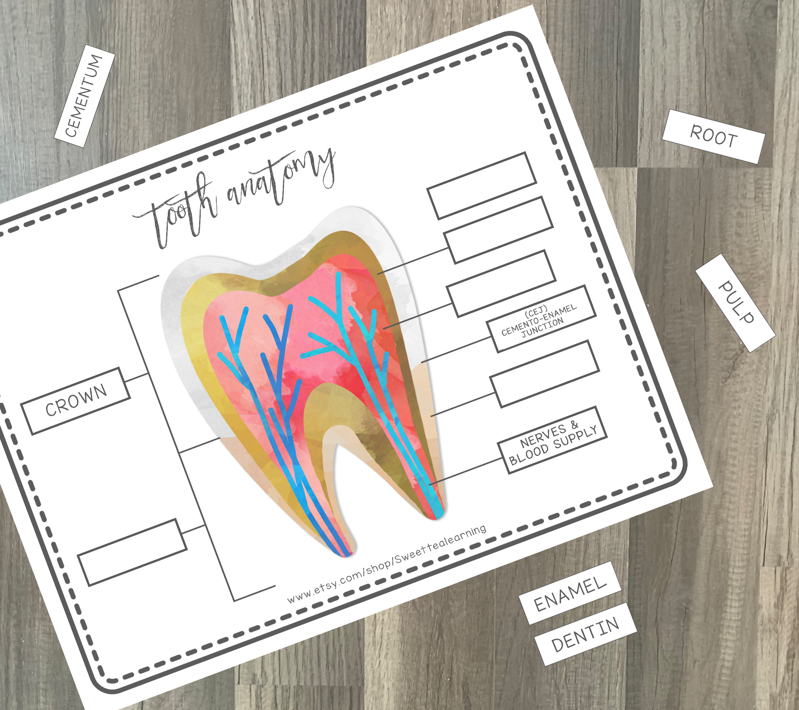 Tooth Anatomy Health Science Lesson - Printable Homeschool Curriculum ...
