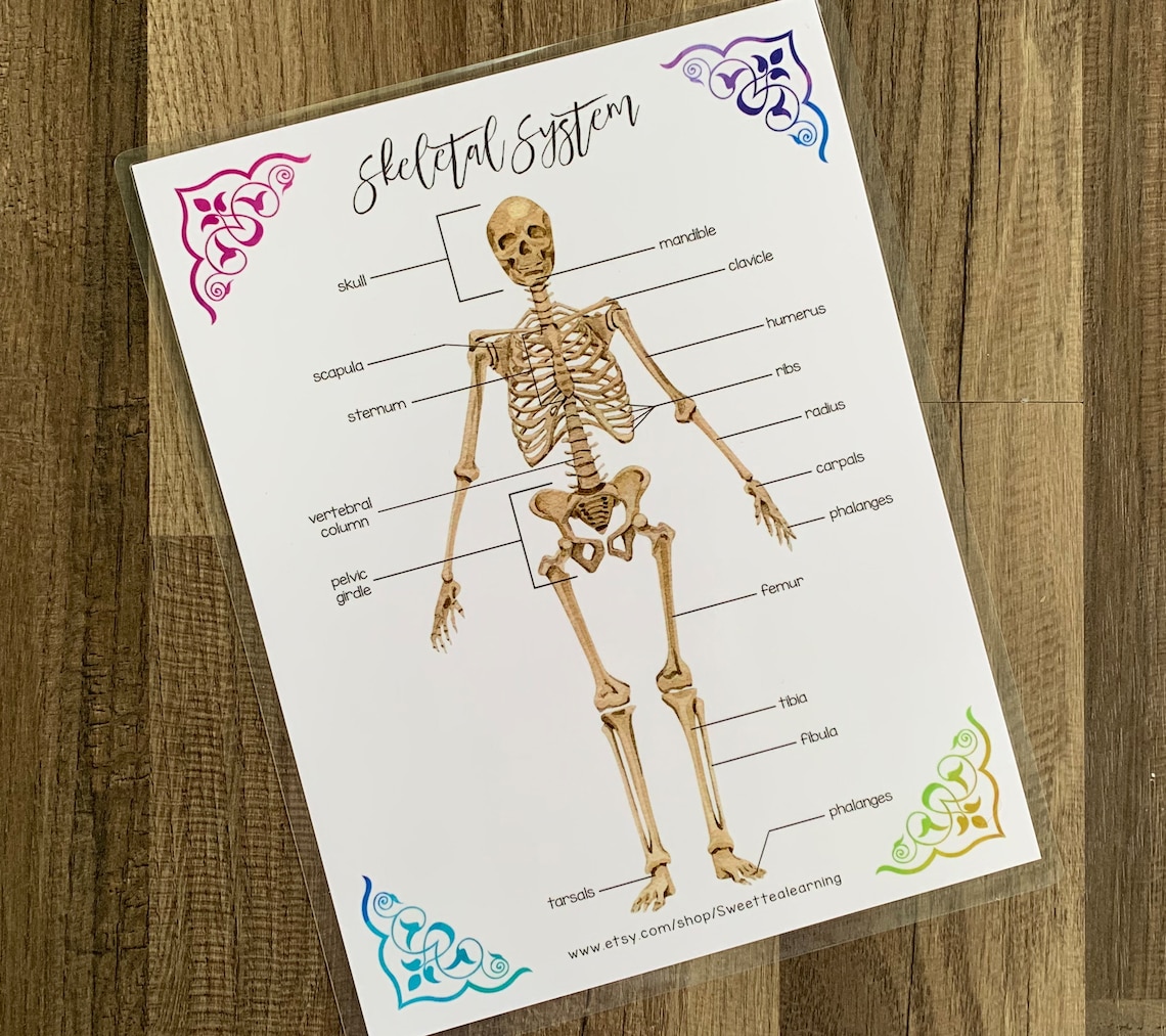 Skeletal System Labeling Activity Sheets - Biology Printable - Anatomy ...