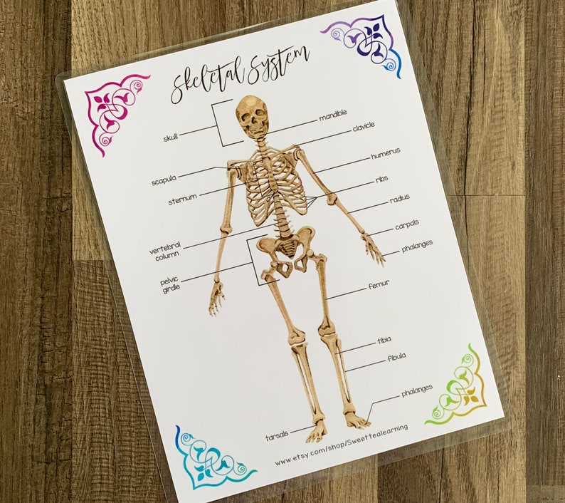 Skeletal System Labeling Activity Sheets Biology Printable | Etsy