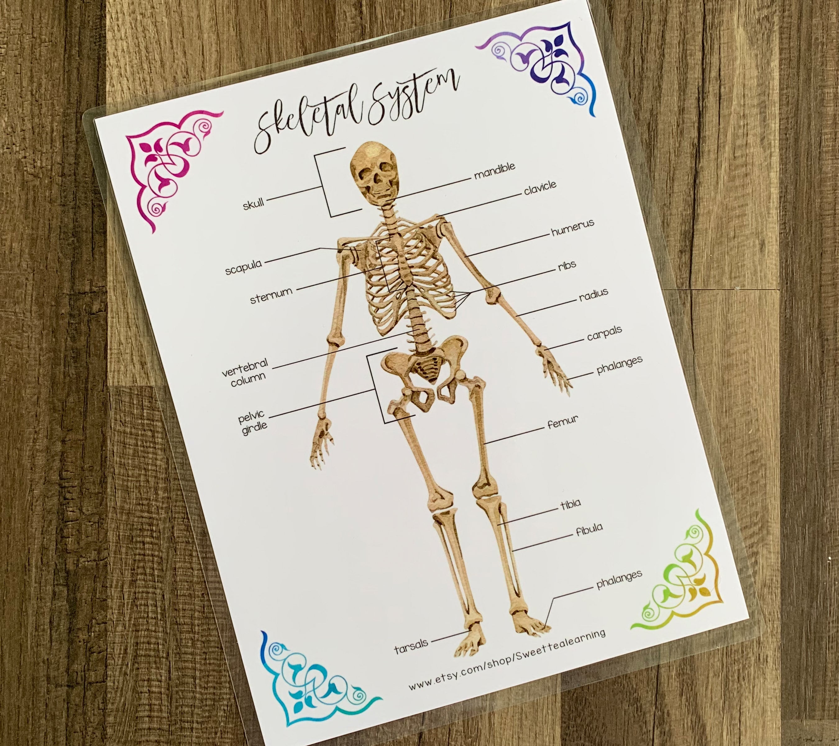 Skeletal System Labeling Activity Sheets Biology Printable | Etsy