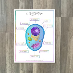 Cell Structure Labeling Sheet - Science Biology Microbiology ...