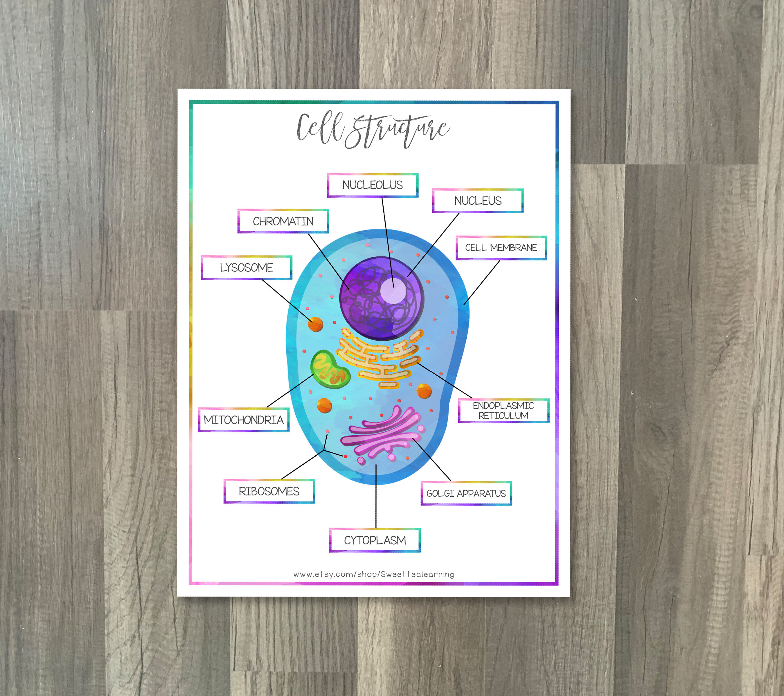 Cell Structure Labeling Sheet Science Biology Microbiology | Etsy
