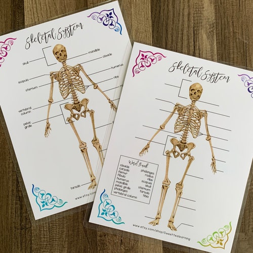 Skull Labeling Activity Skeletal System Biology Printable - Etsy