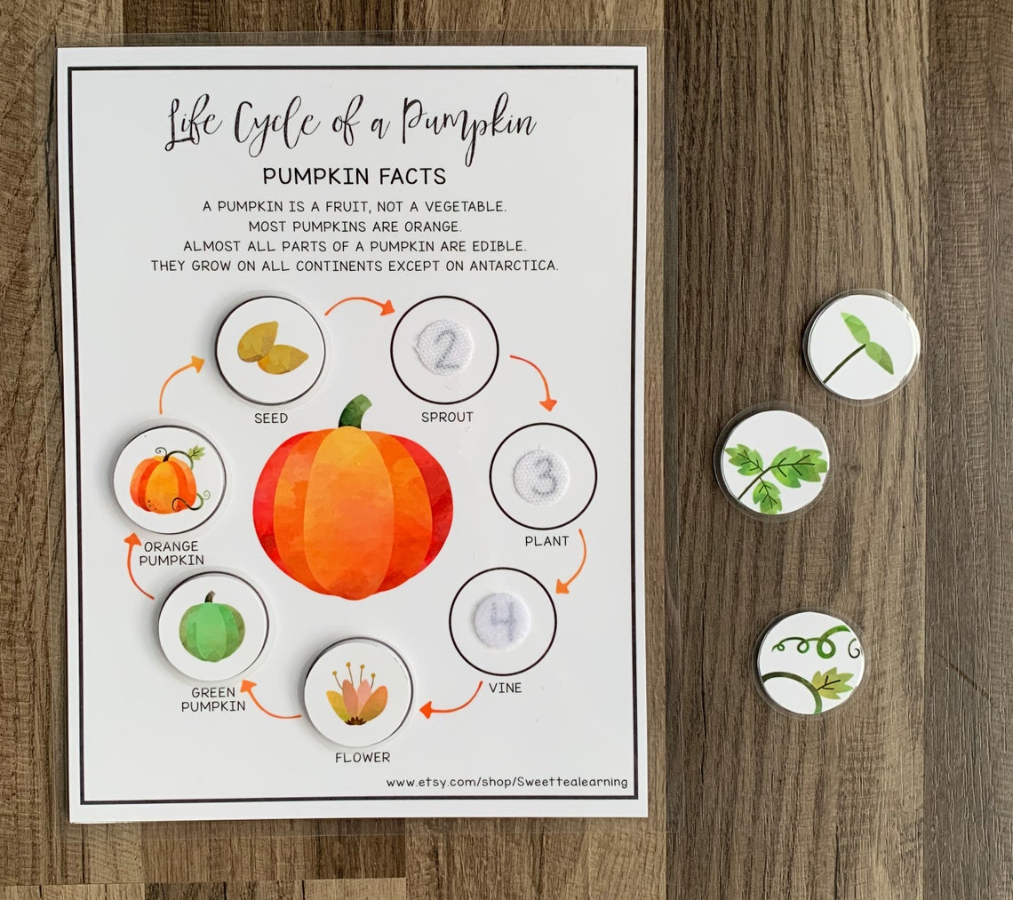 Pumpkin Anatomy Pumpkin Life and Growth Preschool First - Etsy