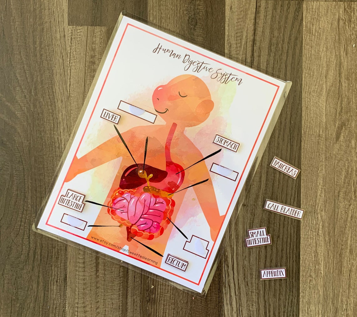 Human Digestive System Puzzle - Learning Game - Busy Book - Binder ...