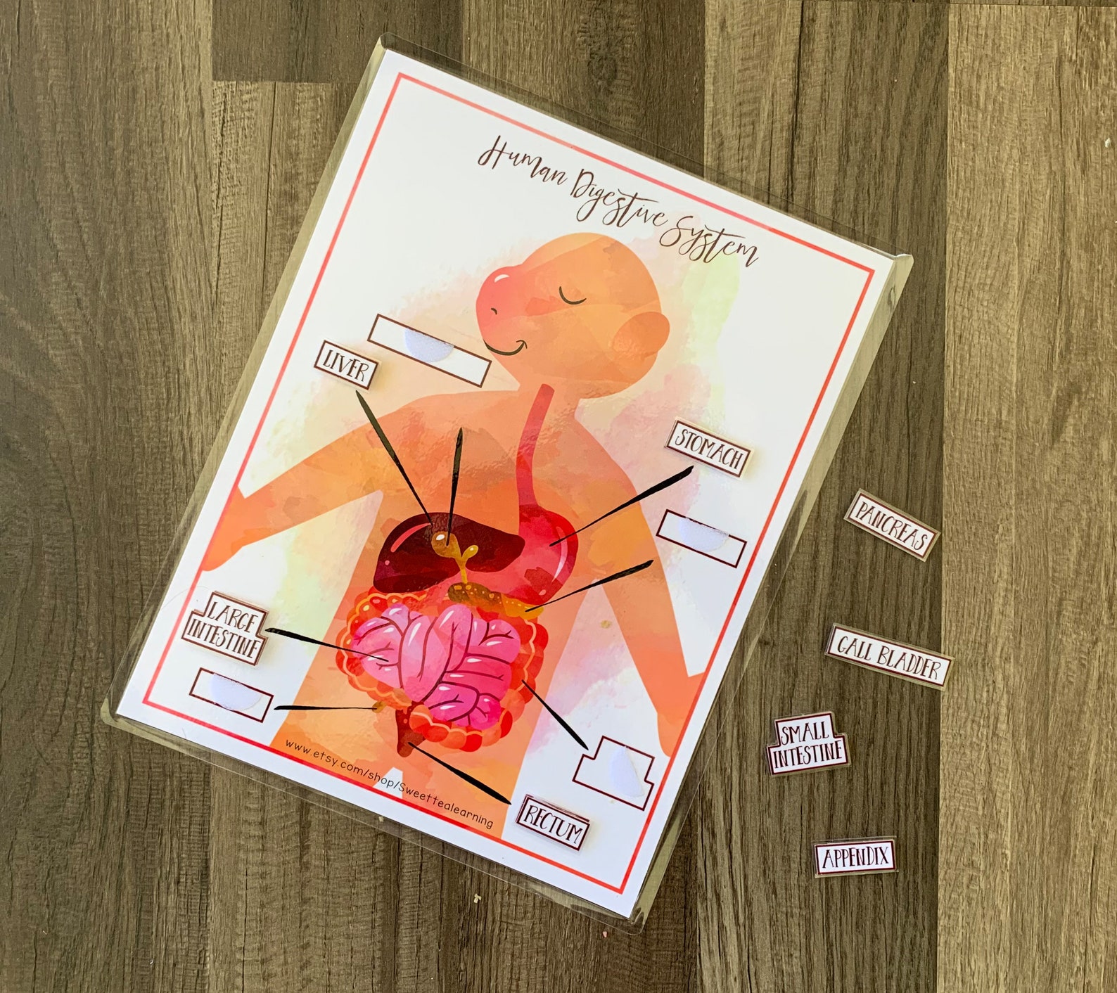 Human Digestive System Puzzle - Learning Game - Busy Book - Binder ...