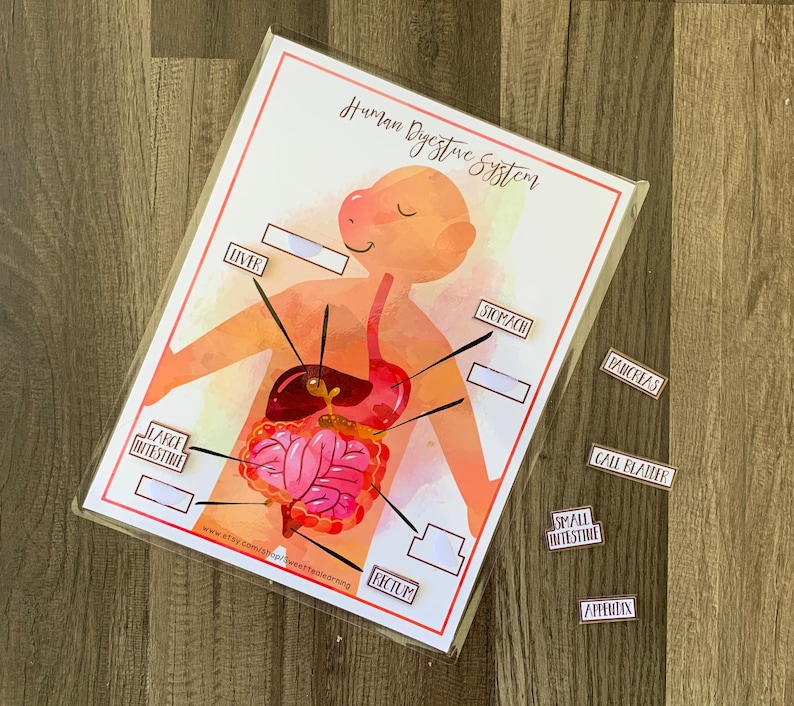 Human Digestive System Puzzle - Learning Game - Busy Book - Binder Activity - Homeschool ...