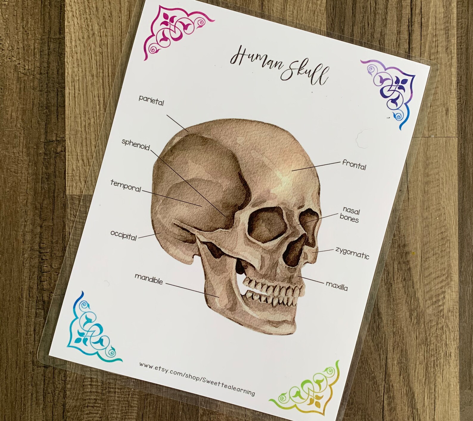 Skull Labeling Activity - Skeletal System - Biology Printable - Anatomy ...