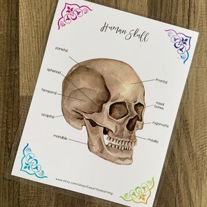 Skull Labeling Activity - Skeletal System - Biology Printable - Anatomy ...