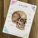 Skull Labeling Activity - Skeletal System - Biology Printable - Anatomy ...