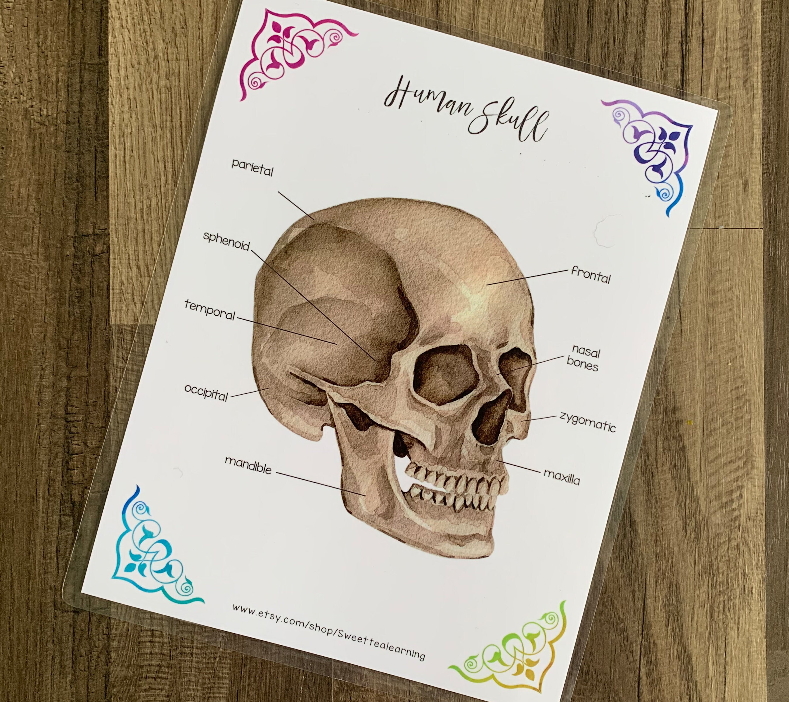 Skull Labeling Activity - Skeletal System - Biology Printable - Anatomy ...