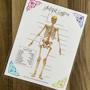 Skeletal System Labeling Activity Sheets - Biology Printable - Anatomy ...