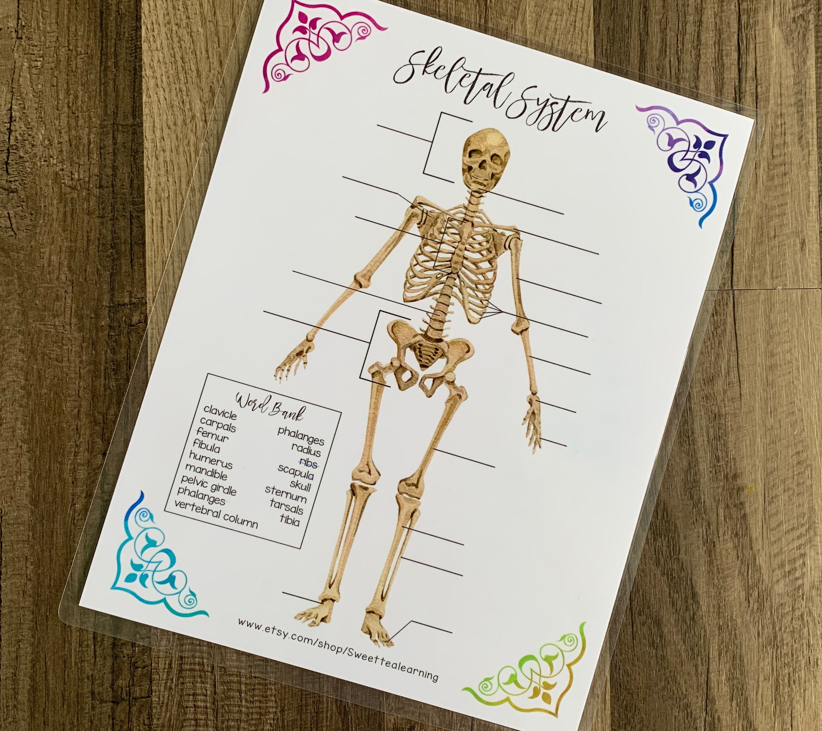 Skeletal System Labeling Activity Sheets Biology Printable | Etsy