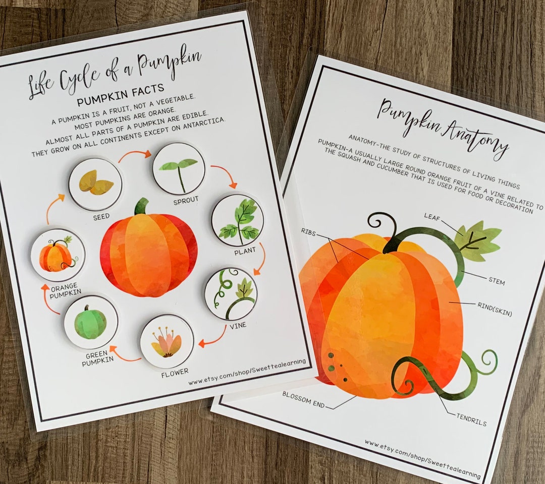 Pumpkin Anatomy - Pumpkin Life and Growth - Preschool First Grade ...