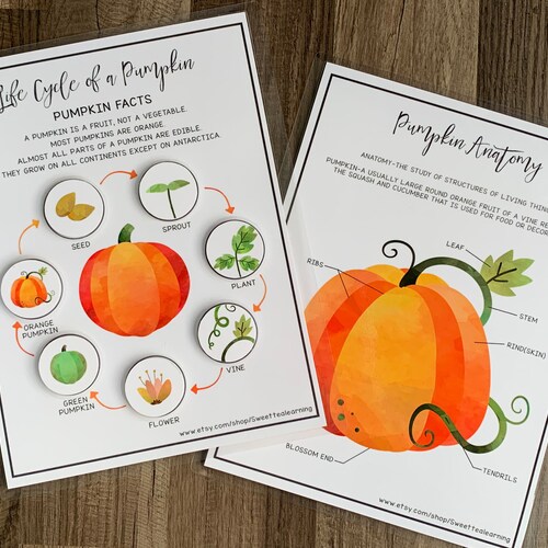 Pumpkin Anatomy Pumpkin Life and Growth Preschool First - Etsy