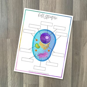 Cell Structure Labeling Sheet - Science Biology Microbiology ...